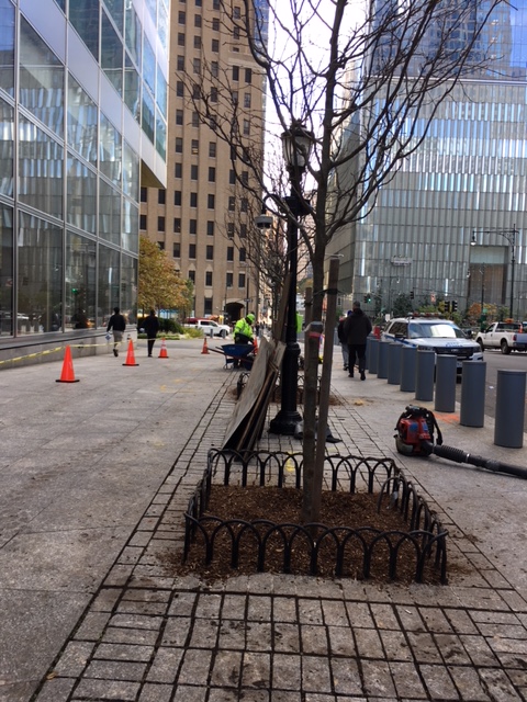 BPC: NEW LOOK | NEW TREE PLANTINGS - BATTERY PARK CITY AUTHORITY