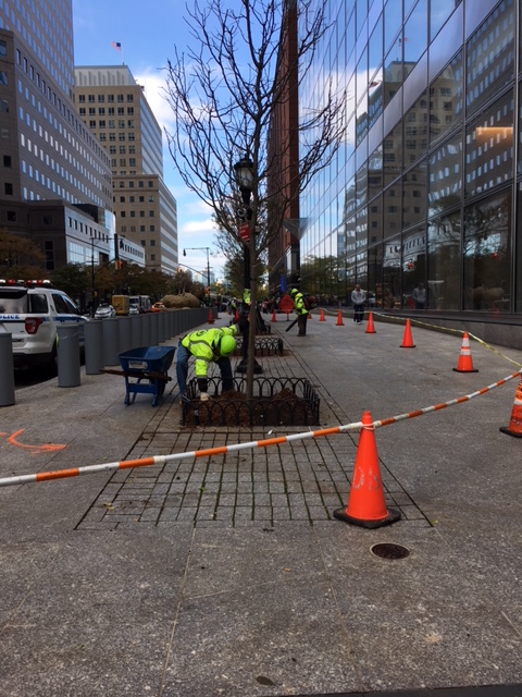 BPC: NEW LOOK | NEW TREE PLANTINGS - BATTERY PARK CITY AUTHORITY